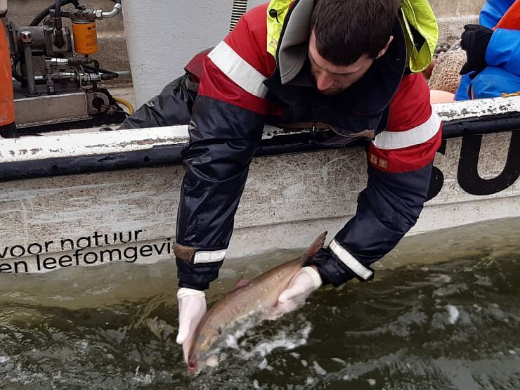 Onderzoekers volgen zeldzame vis met geluidszender | ATKB